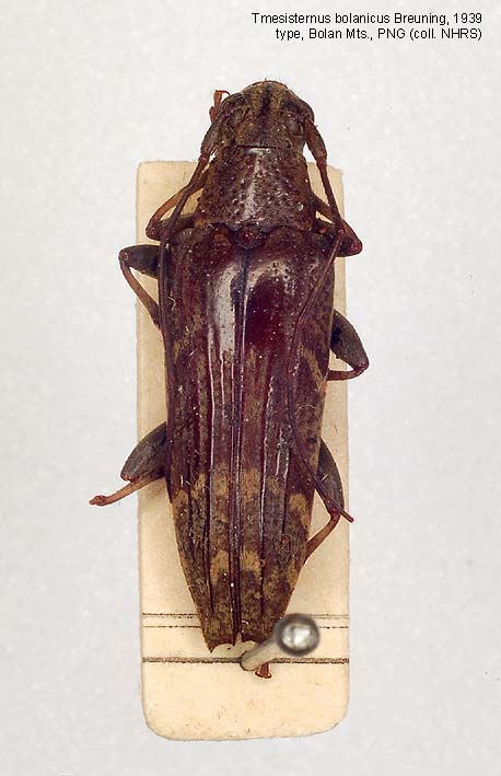Papua Insects Foundation (Coleoptera/Cerambycidae/Lamiinae)